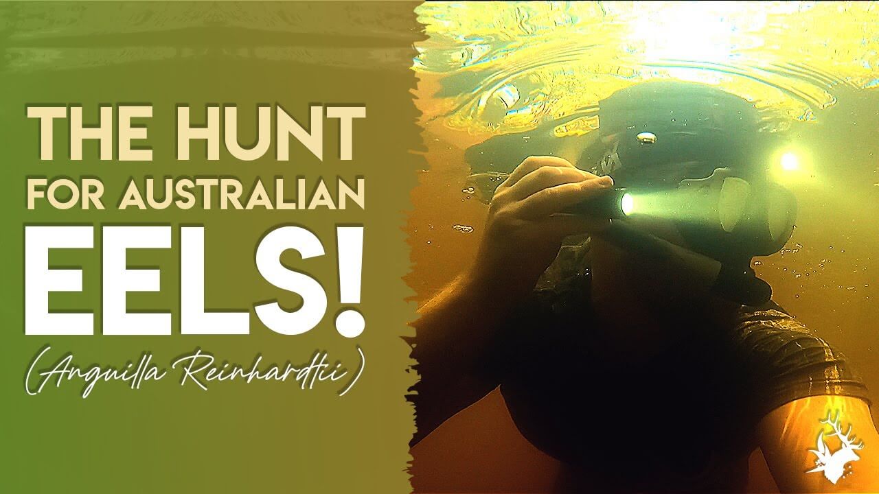 Diving for Australian eels! Hunter goes river fishing. - Australian ...