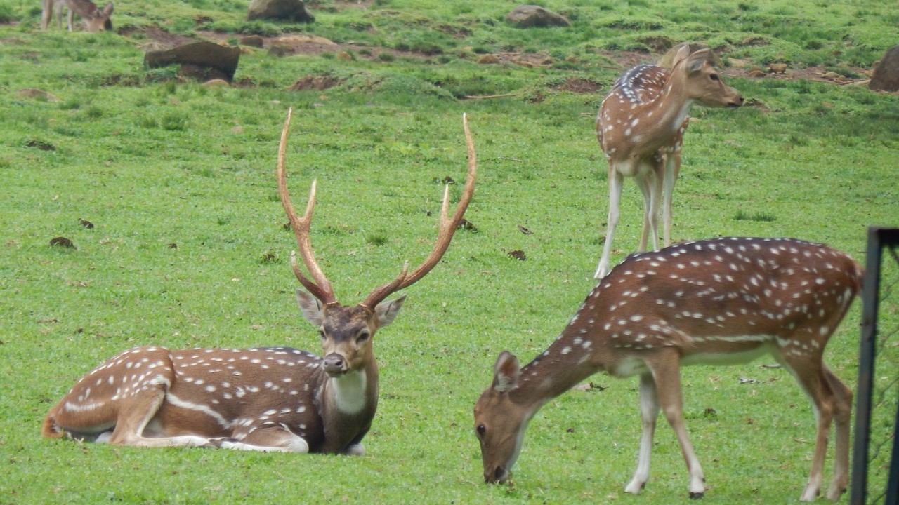 South Australia Chital Stag Meat Hunt - Australian Hunters Club