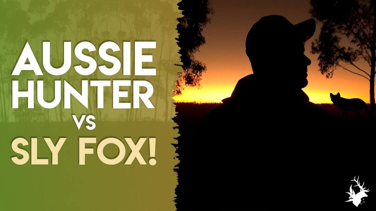 The battle with the elusive sly fox continues! Whistling foxes and ...