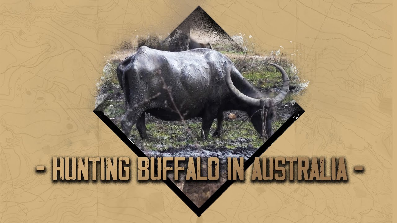 Videos - Australian Hunters Club