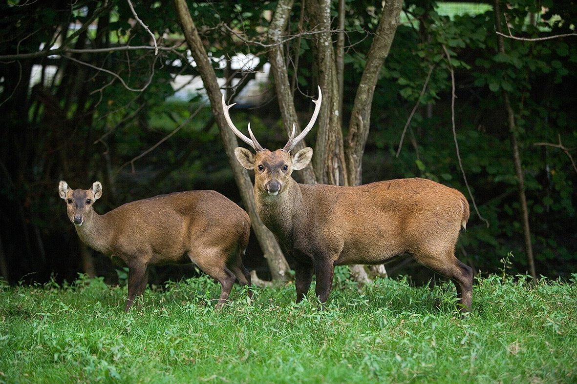 Public Land Hog Deer hunt - Australian Hunters Club