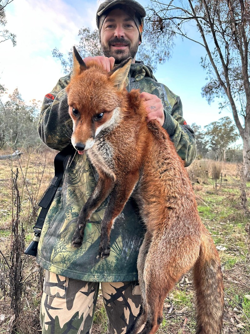 Fox - Australian Hunters Club